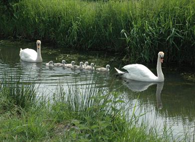 Magor Marsh - Nature Reserve in Magor, Caldicot - Visit Monmouthshire