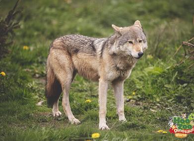 Hoo Zoo & Dinosaur World - Animal Attraction in Telford, Telford and ...