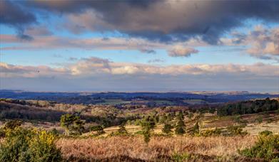 Sheffield Forest - Forest or Woodland in Nutley, Uckfield - Wealden