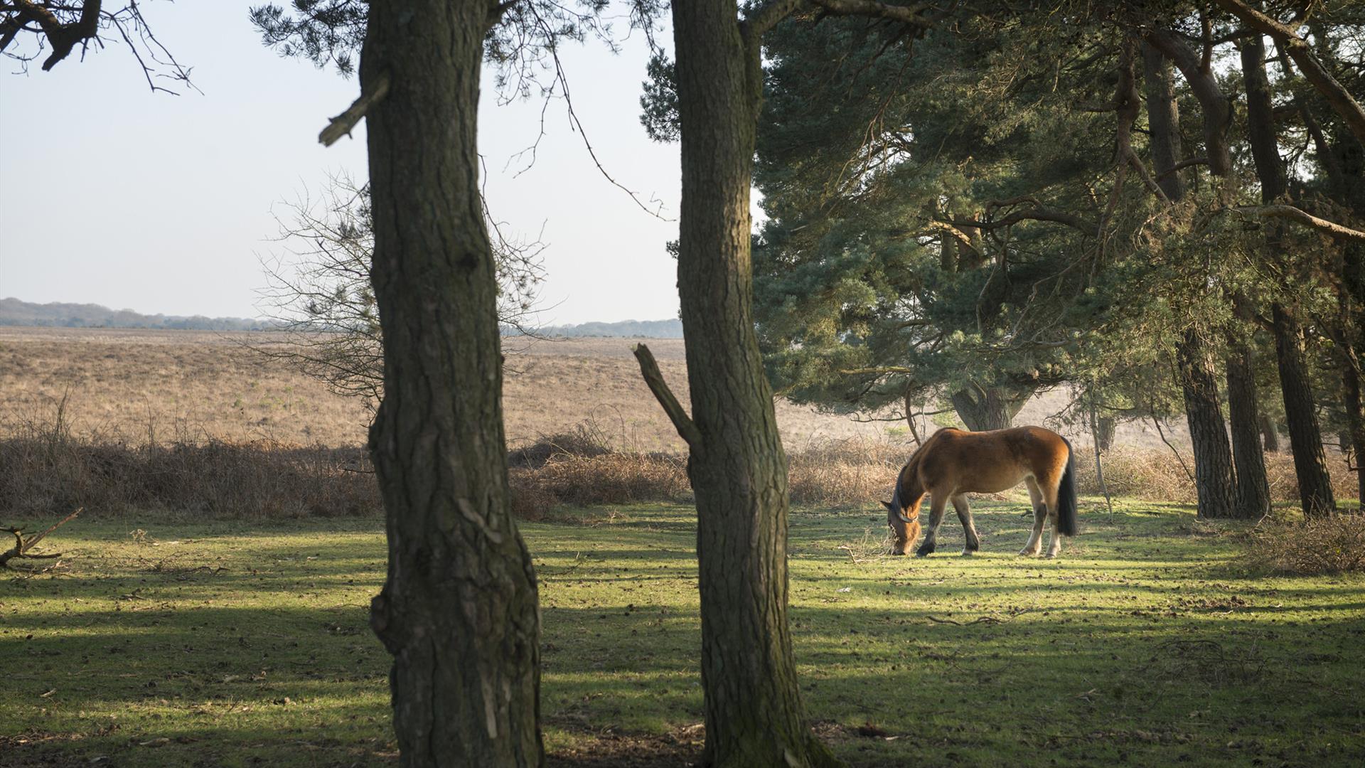 The New Forest National Park - VisitWiltshire.co.uk