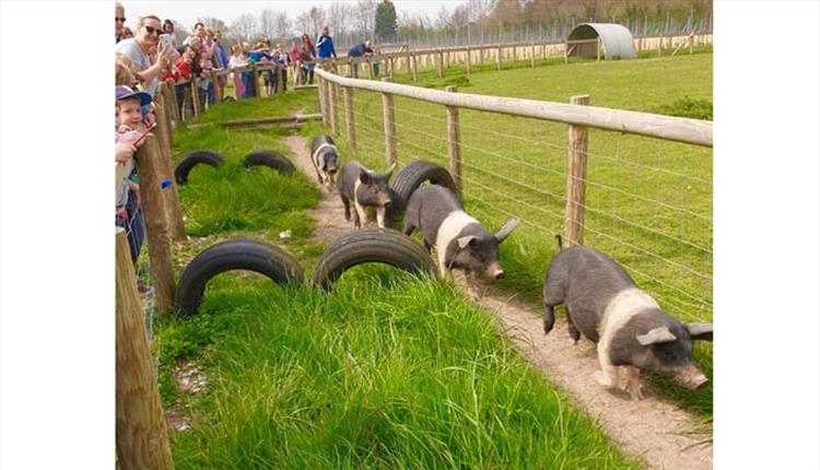 Cholderton Rare Breeds Farm - Visit Wiltshire