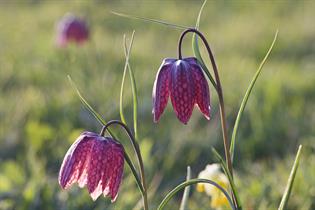 Wiltshire Wildlife Trust - Visit Wiltshire