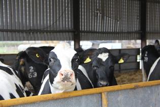 Rowdey Cow Farm Café & Ice Cream Parlour - Devizes - Visit Wiltshire