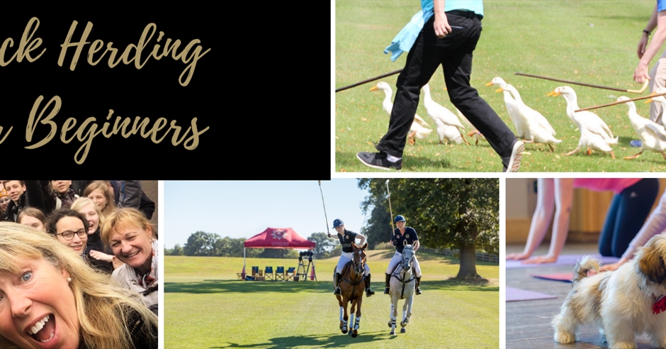 Duck Herding for Beginners - Visit Windsor