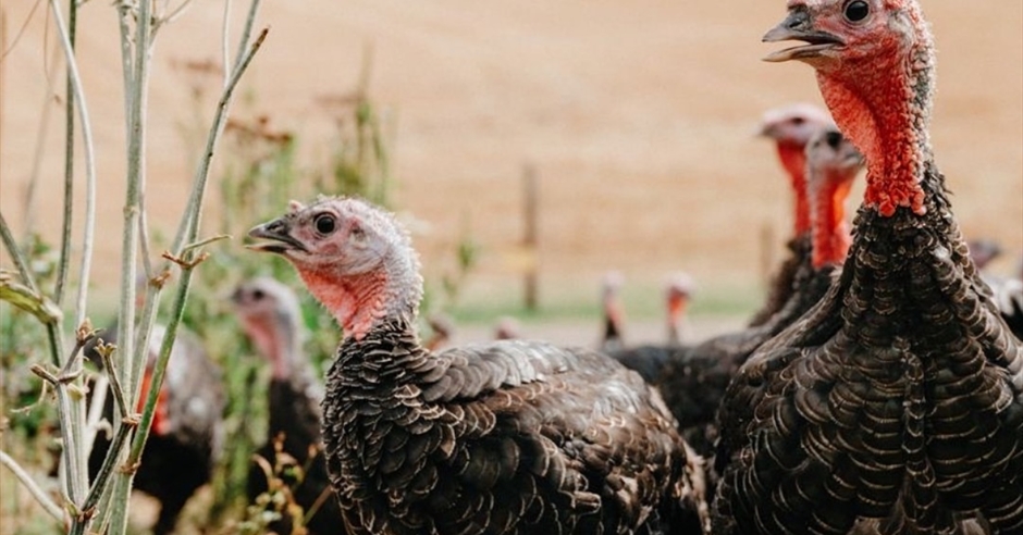 Copas Traditional Turkeys - Visit Windsor
