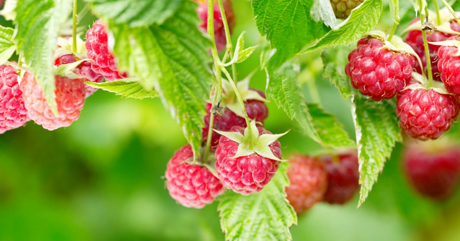 Copas Farms Fruit Fields - Pick Your Own Cookham - Visit Windsor