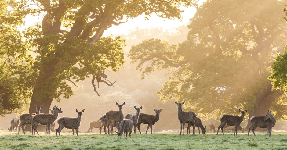 Windsor Great Park - Visit Windsor